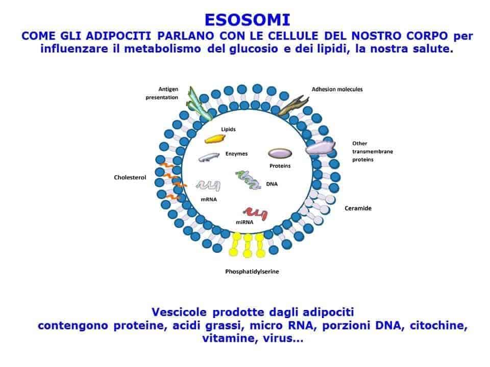 Esosomi, un salto nel futuro - Dieta Social