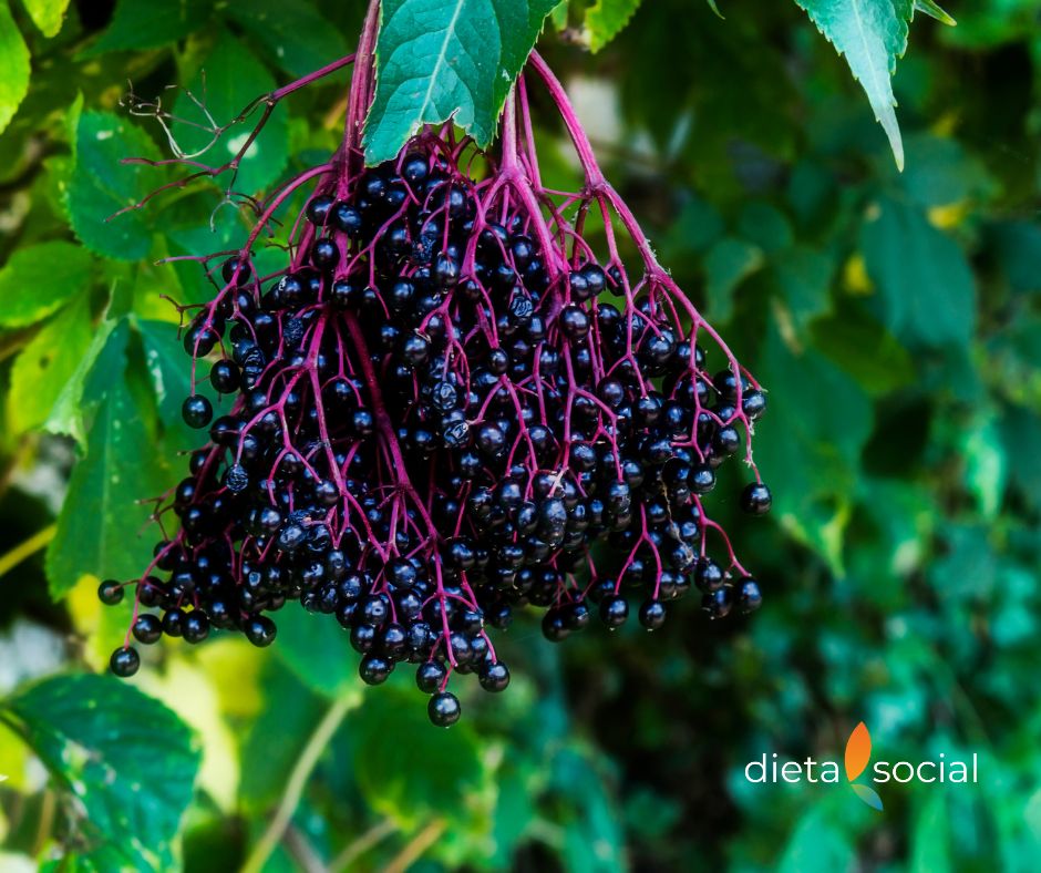 Bacche di sambuco: piccoli frutti, grande potenziale antiossidante ...